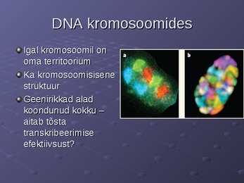 DNA ja RNA | Bioloogia - Molekulaarbioloogia