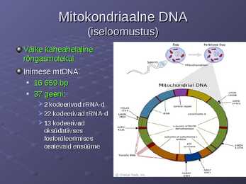 DNA ja RNA | Bioloogia - Molekulaarbioloogia