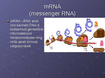 DNA ja RNA | Bioloogia - Molekulaarbioloogia