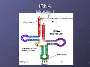 DNA ja RNA | Bioloogia - Molekulaarbioloogia