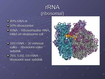 DNA ja RNA | Bioloogia - Molekulaarbioloogia