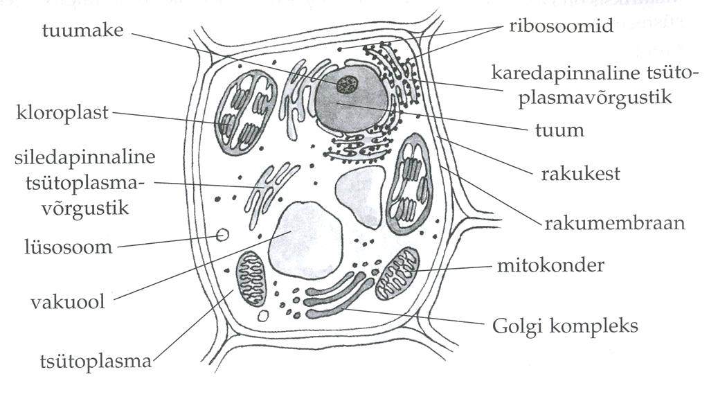 Raku ehitus ja talitlus - Konspekt | Bioloogia - Elva Gümnaasium