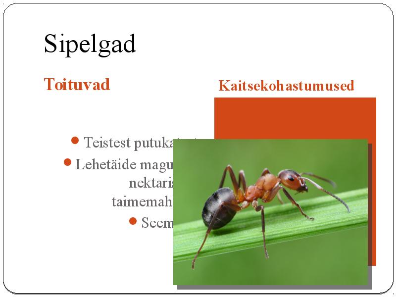 Ühiselulised putukad - Esitlus Kõne | Bioloogia