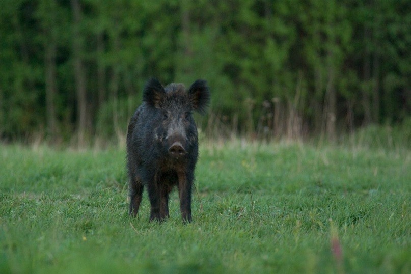 Metssiga - Esitlus Kõne | Bioloogia