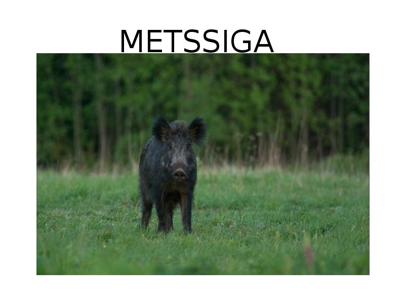 Metssiga - Esitlus Kõne | Bioloogia