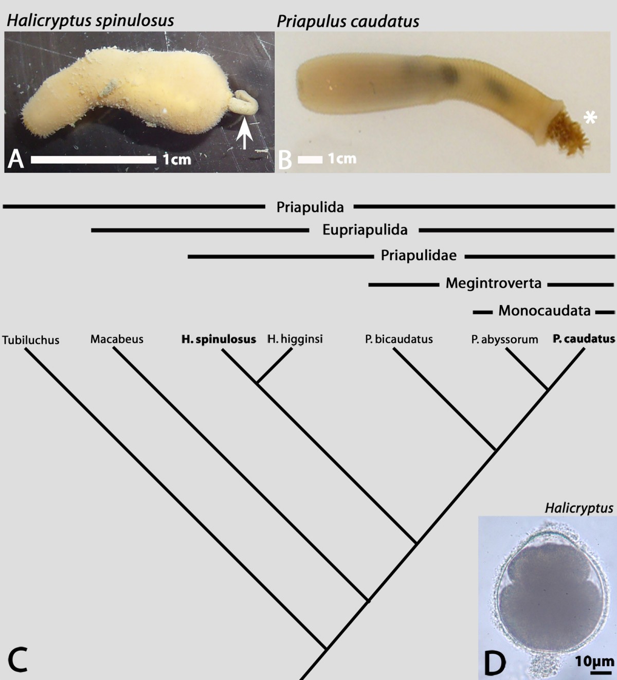 Priapulida, Halicryptus spinulosus - Esitlus Kõne | Bioloogia