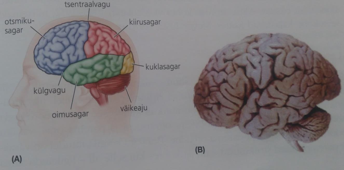 Käitumise bioloogilised alused - Esitlus Kõne | Psühholoogia ...