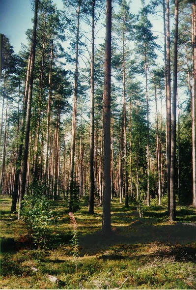 Palumets | Ökoloogia - Ökoloogia