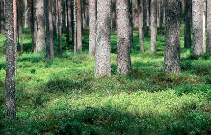 Palumets | Ökoloogia - Ökoloogia