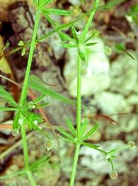 Umbrohud | Loodus - Loodusõpetus