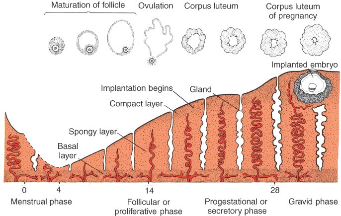 Urogenitaalsüsteem | Bioloogia