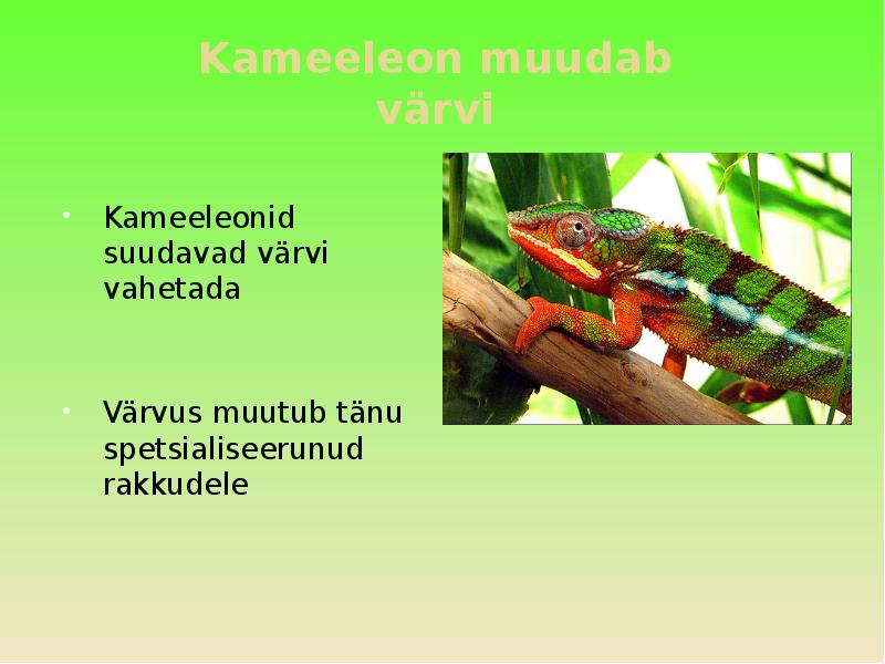 Kameeleon | Bioloogia