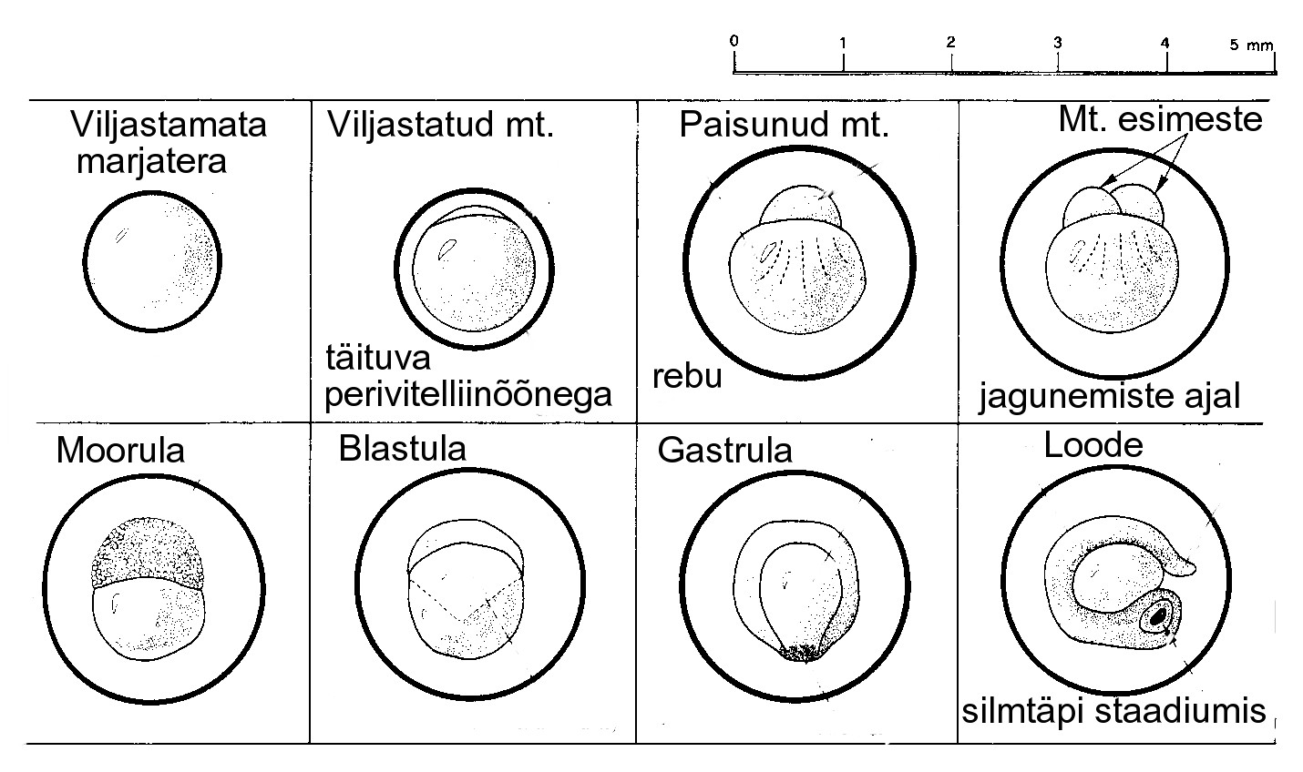 Kasvatatavate kalade bioloogia kordamisküsimused | Bioloogia ...