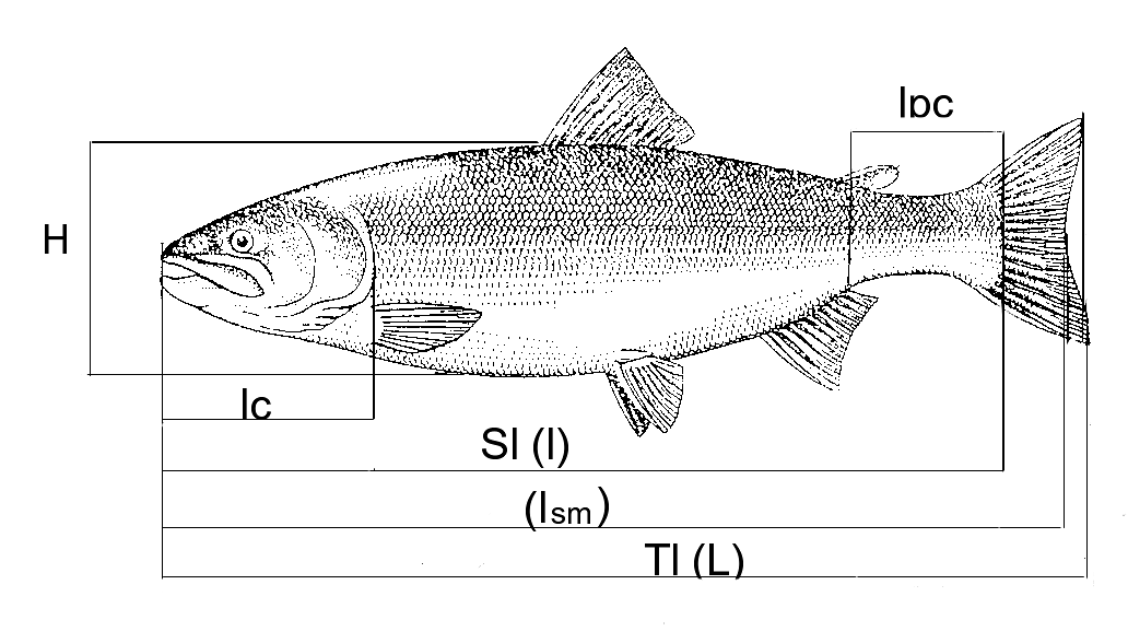 Kasvatatavate kalade bioloogia kordamisküsimused | Bioloogia ...