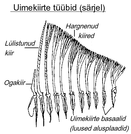Kasvatatavate kalade bioloogia kordamisküsimused | Bioloogia ...