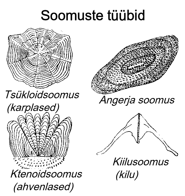 Kasvatatavate kalade bioloogia kordamisküsimused | Bioloogia ...