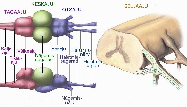 Kasvatatavate kalade bioloogia kordamisküsimused | Bioloogia ...