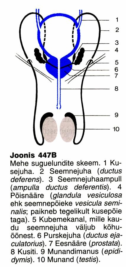 Inimese anatoomia ja füsioloogia konspekt - Konspekt | Meditsiin ...