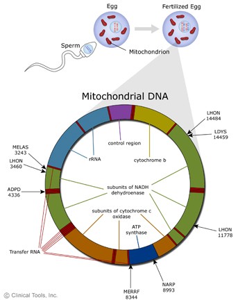 DNA ja RNA | Bioloogia - Molekulaarbioloogia
