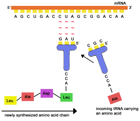 DNA ja RNA | Bioloogia - Molekulaarbioloogia - Tartu Ülikool