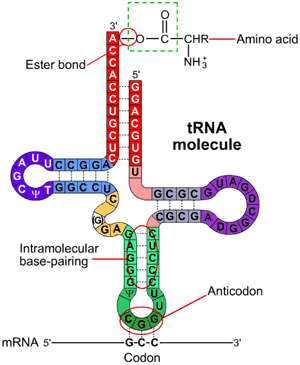 DNA ja RNA | Bioloogia - Molekulaarbioloogia - Tartu Ülikool