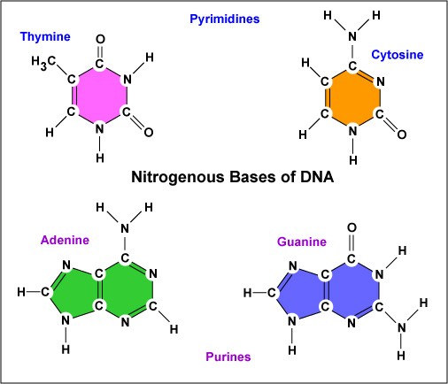 DNA ja RNA | Bioloogia - Molekulaarbioloogia