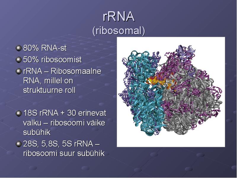 DNA ja RNA | Bioloogia - Molekulaarbioloogia