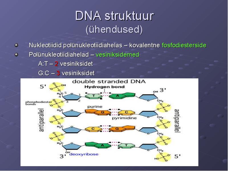DNA ja RNA | Bioloogia - Molekulaarbioloogia - Tartu Ülikool