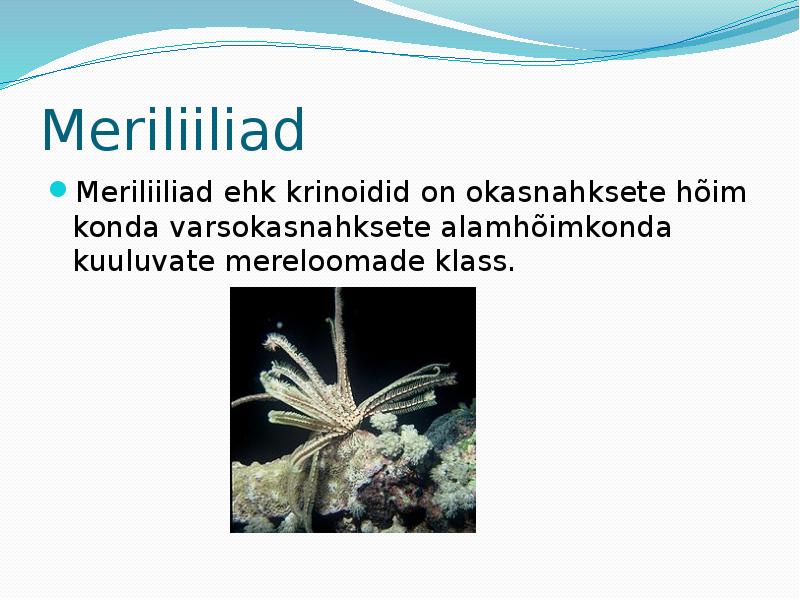 Korallimeri - Esitlus Kõne | Geograafia