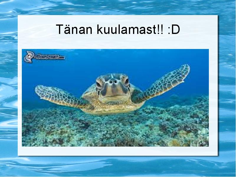Korallimeri - | Loodus - Loodusteadused