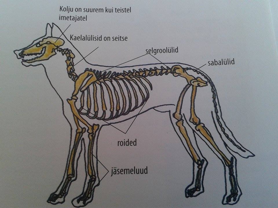 Imetajad - Kontrolltöö Test Ülesanne | Bioloogia