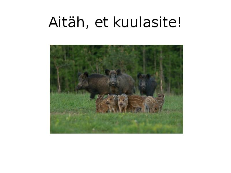 Metssiga - Esitlus Kõne | Bioloogia