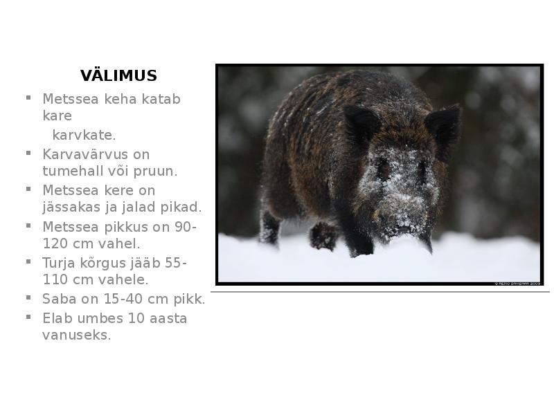 Metssiga - Esitlus Kõne | Bioloogia
