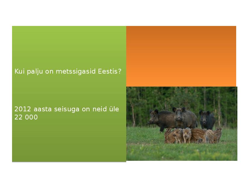 Metssiga - Esitlus Kõne | Bioloogia