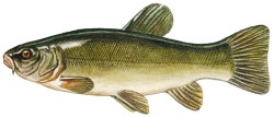 Mageveekalad - | Bioloogia - Eesti kalad