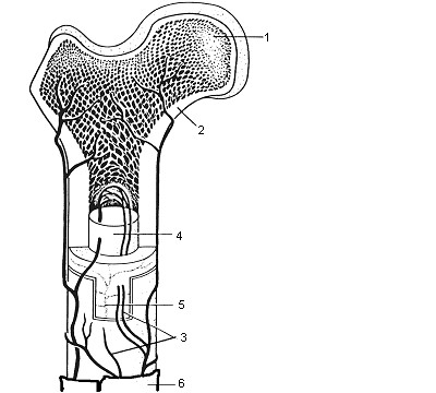 Inimese Anatoomia | Bioloogia