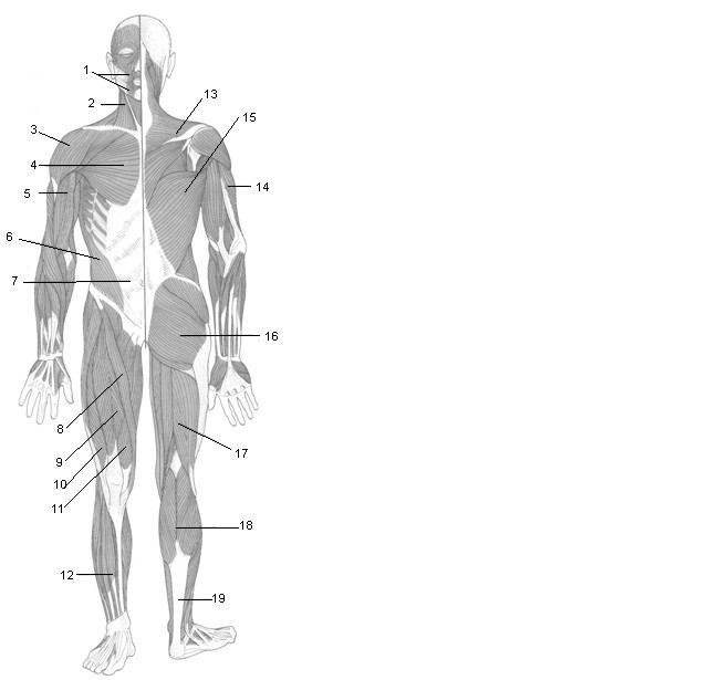 Inimese Anatoomia | Bioloogia