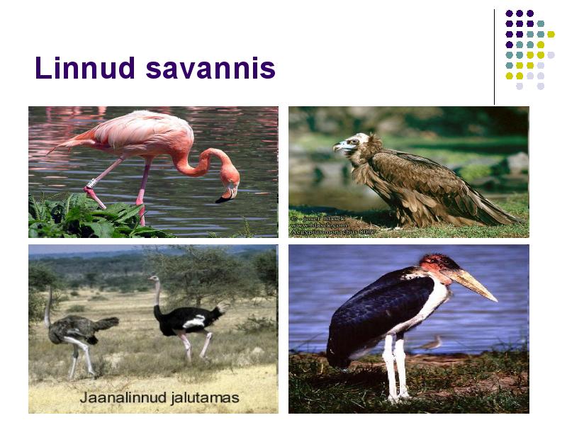 Savann | Geograafia