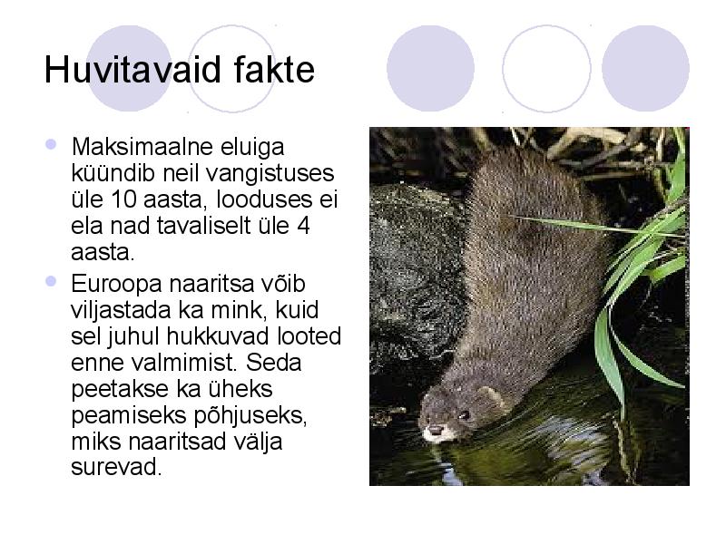 Euroopa Naarits - esitlus | Bioloogia