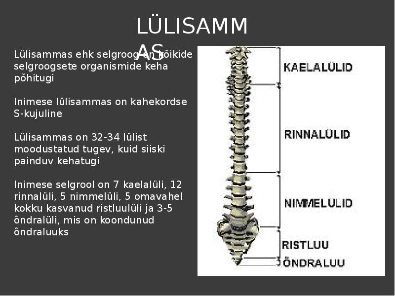 Inimese luustik - Esitlus Kõne | Kategooriata - Bioloogia - Pärnu ...