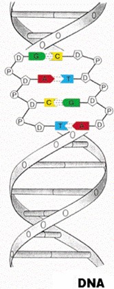 DNA ja RNA | Bioloogia - Molekulaarbioloogia