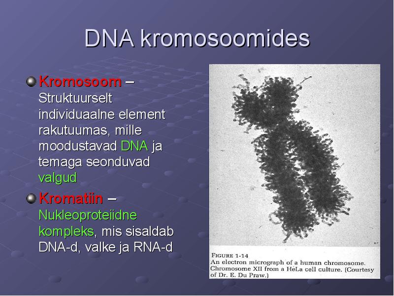 DNA ja RNA | Bioloogia - Molekulaarbioloogia