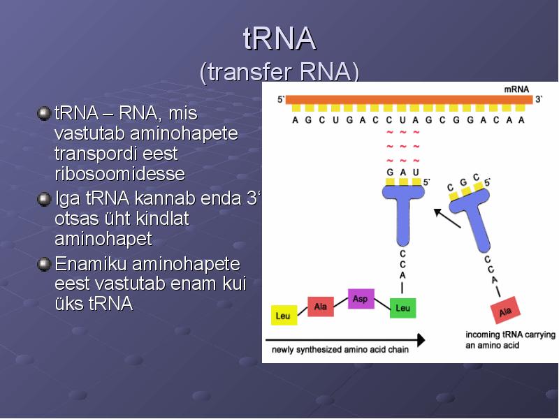 DNA ja RNA | Bioloogia - Molekulaarbioloogia