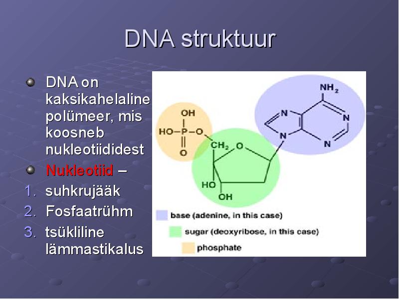 DNA ja RNA | Bioloogia - Molekulaarbioloogia